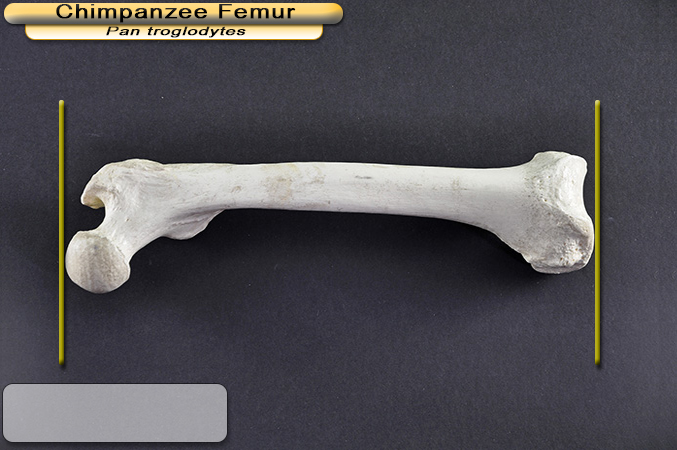 VFT measurement tool